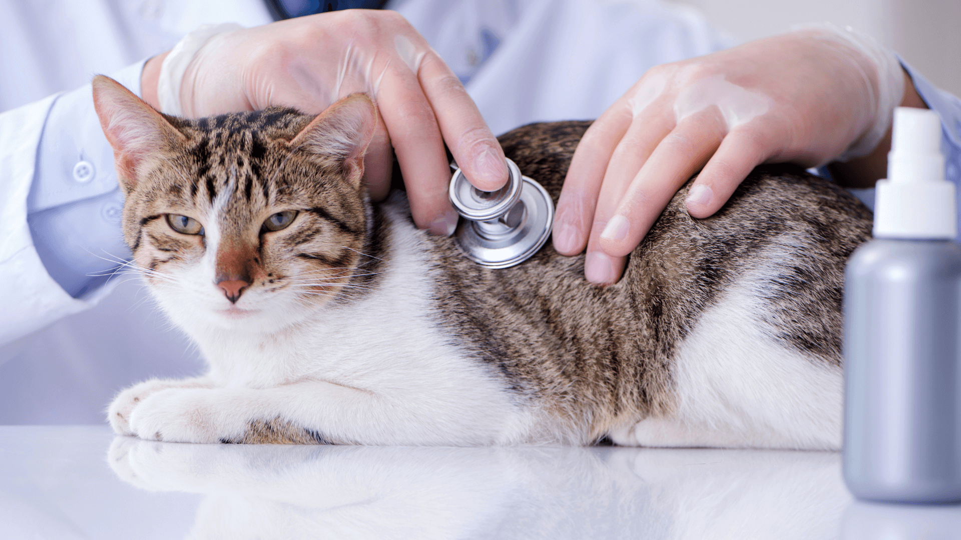 Common Pet Problems | Delmarva Animal Emergency Center