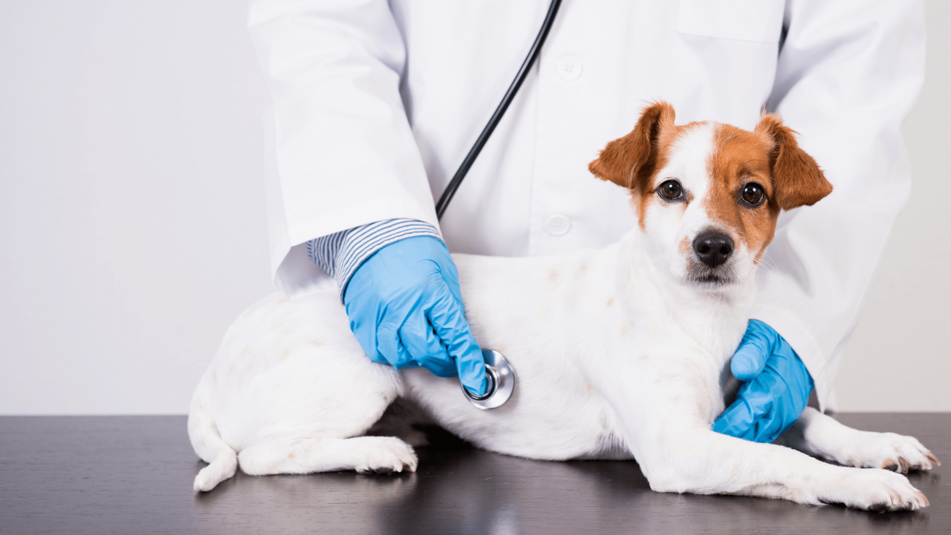 Patient Intake Form | Delmarva Animal Emergency Center