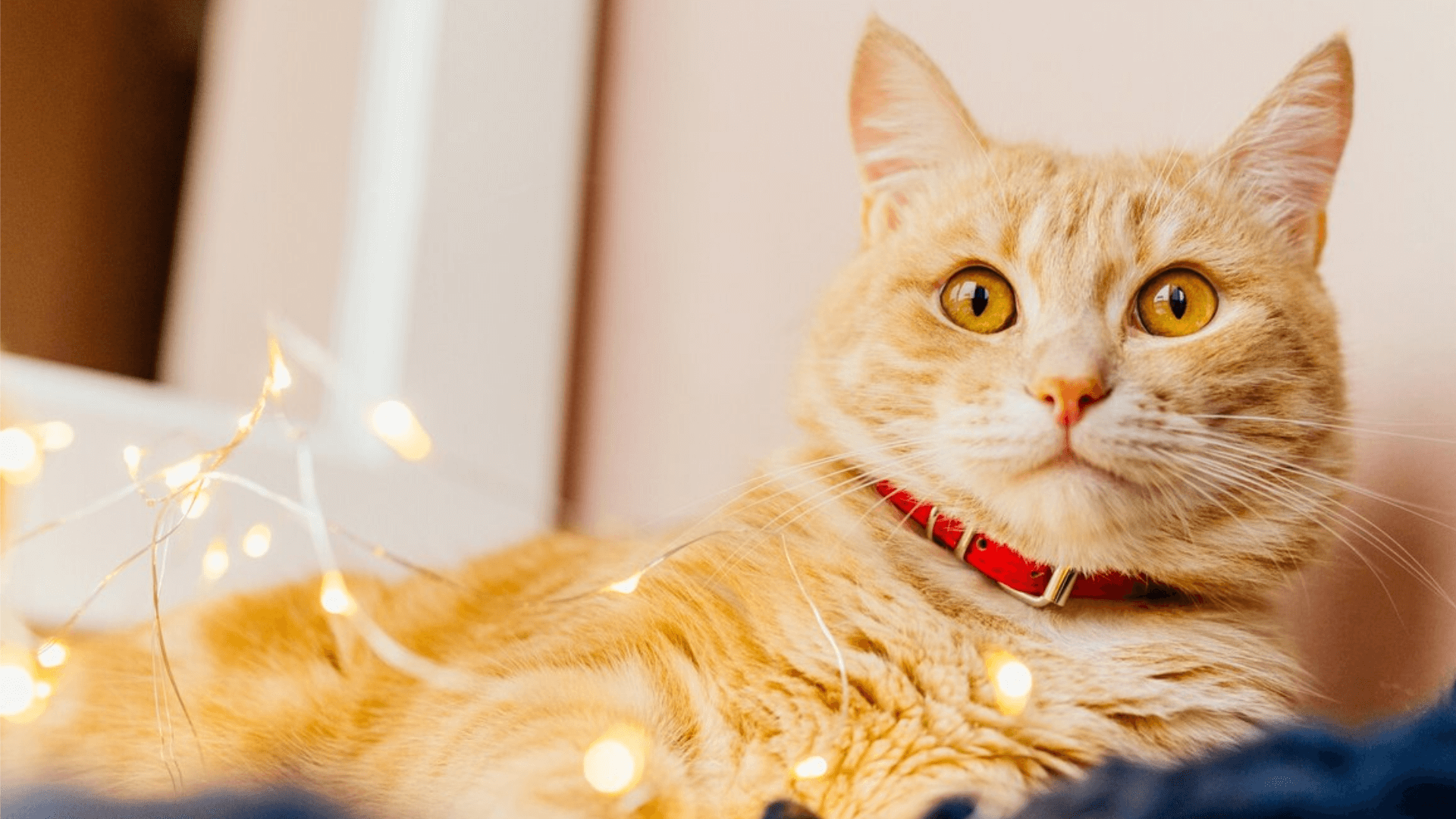 Veterinarian In Dover, DE | Delmarva Animal Emergency Center